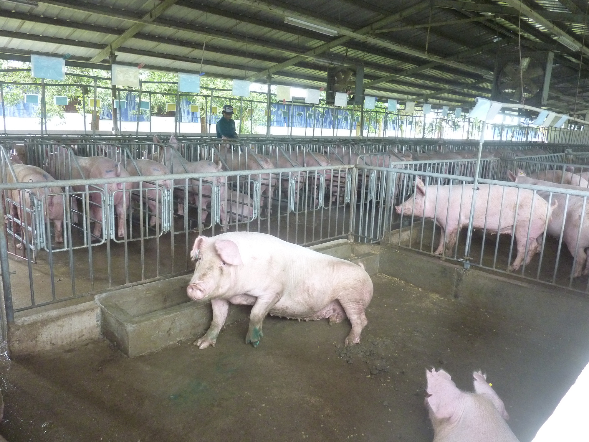 Fear of Skyrocketing Pork Prices During Tet Holiday - xe.today