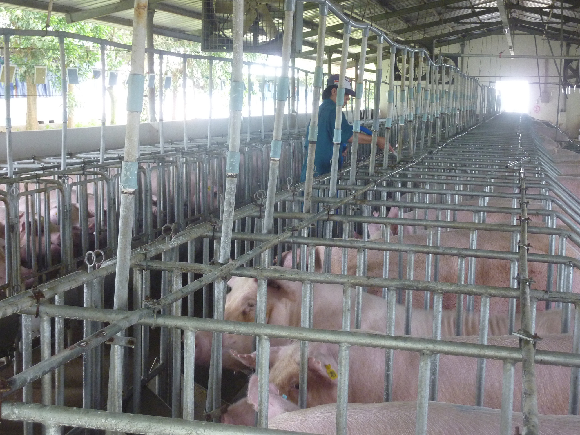 Pig Price Surge: Unveiling the Shocking Reasons Behind the Sudden Spike ...