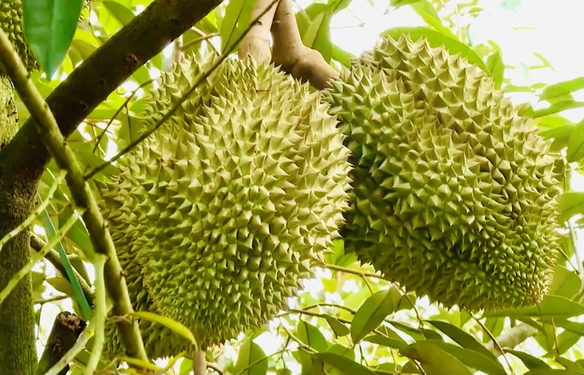 Pilot Program for Durian Traceability Using Tags Issued by the Ministry ...