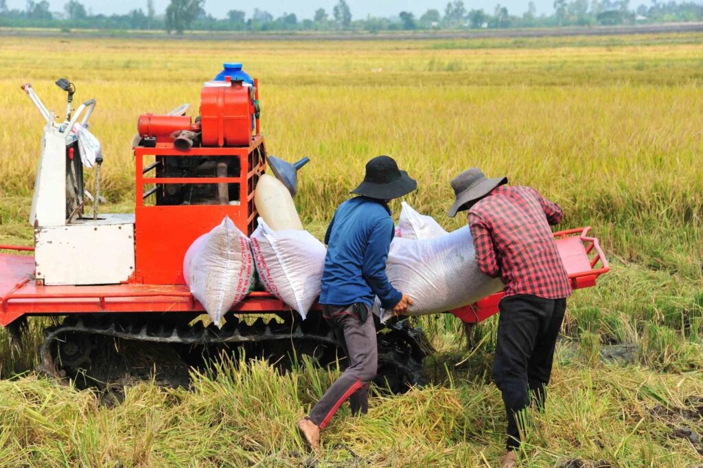 2025 Rice Industry Outlook: Export Slowdown Amid Significant Gains for ...