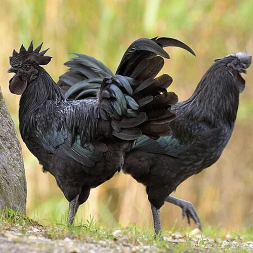 Unveiling Vietnam’s Bizarre Breeding Trade: Jet-Black Creatures with ...