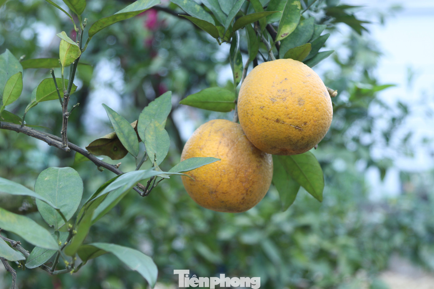 Royal Tribute Citrus Crop Loss During Tet Holiday - xe.today