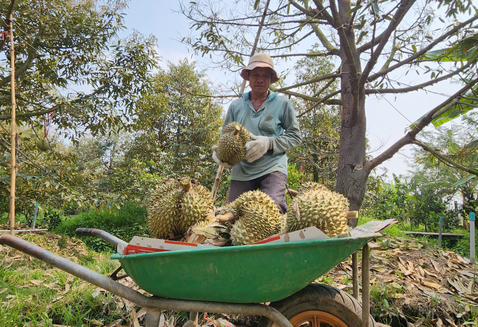Durian Prices Plummet Once Again - xe.today